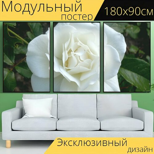 Модульный постер "Цветок, роза, флора" 180 x 90 см. для интерьера