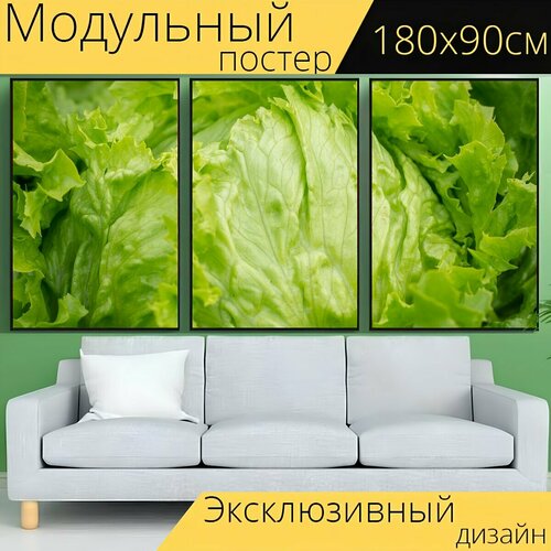 Модульный постер "Салат, глава салата, ледяной салат" 180 x 90 см. для интерьера
