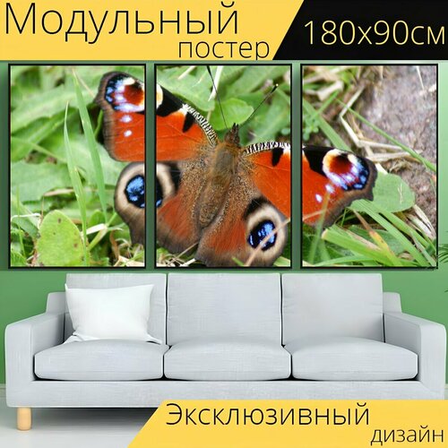 Модульный постер "Бабочка павлиний, природа, бабочка" 180 x 90 см. для интерьера