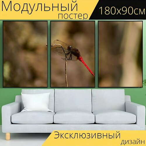 Модульный постер "Стрекоза, природа, насекомое" 180 x 90 см. для интерьера