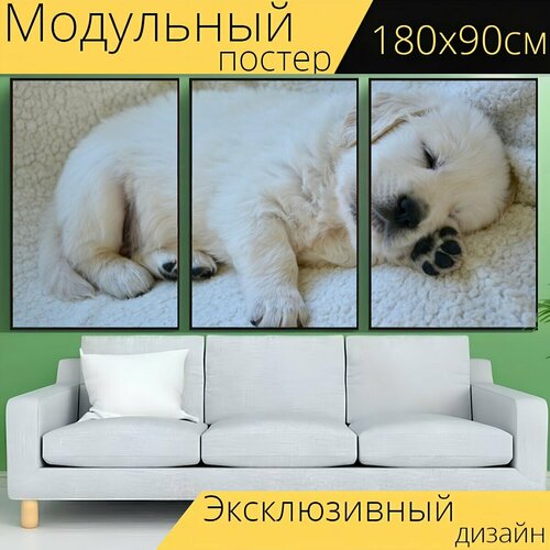 Модульный постер "Щенок, молодая собака, щенок" 180 x 90 см. для интерьера