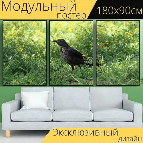 Модульный постер "Птица, черный дрозд, животное" 180 x 90 см. для интерьера
