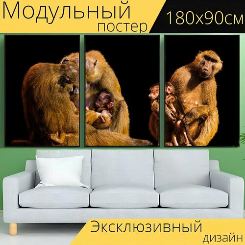 Модульный постер "Дикая природа, обезьяна, млекопитающее" 180 x 90 см. для интерьера