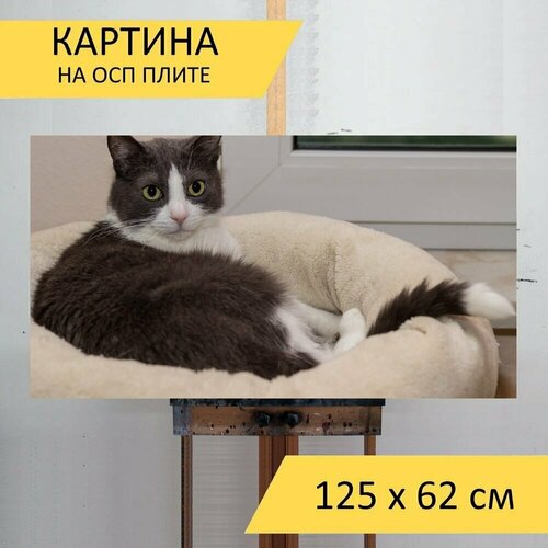 Картина на ОСП 125х62 см. "Кот, европейская короткошерстная, гонка" горизонтальная, для интерьера, с креплениями