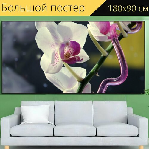 Большой постер "Цветок, орхидея, декоративное растение" 180 x 90 см. для интерьера