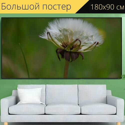 Большой постер "Одуванчик, белый, полевой цветок" 180 x 90 см. для интерьера