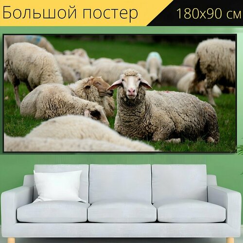 Большой постер "Овец, стадо овец, животные" 180 x 90 см. для интерьера