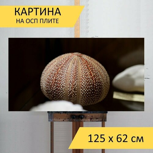 Картина на ОСП 125х62 см. "Музей, морской еж, морской" горизонтальная, для интерьера, с креплениями
