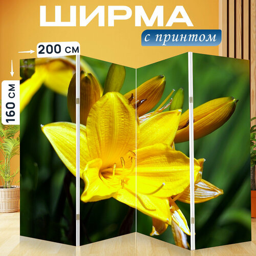 Ширма перегородка с принтом "Цветок, желтый, цвести" на холсте - 200x160 см. для зонирования, раскладная