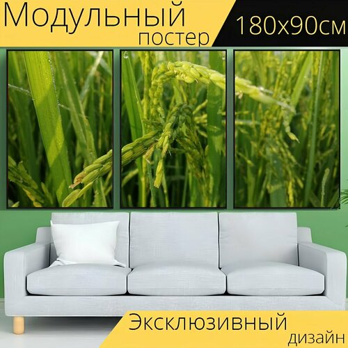 Модульный постер "Рис, рисовые поля, природа" 180 x 90 см. для интерьера