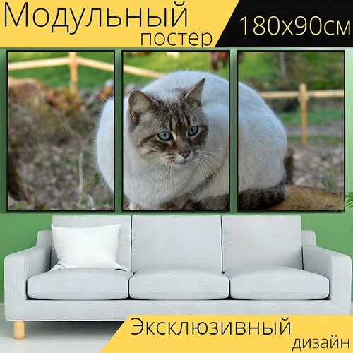 Модульный постер "Кошка, кошачий, животное" 180 x 90 см. для интерьера