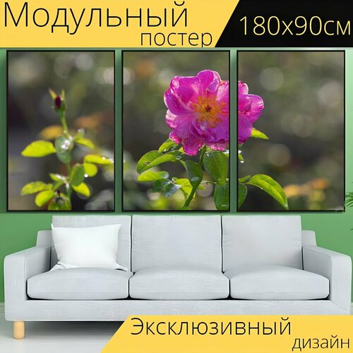 Модульный постер "Роза, розы в саду, сад" 180 x 90 см. для интерьера