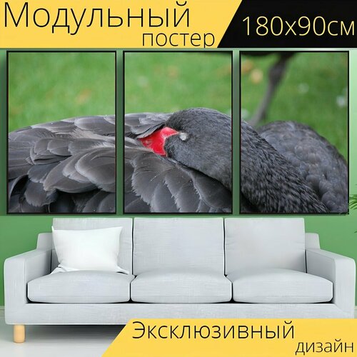 Модульный постер "Черный лебедь, птица, природа" 180 x 90 см. для интерьера
