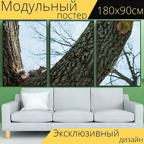 Модульный постер "Белка, сидя, дерево" 180 x 90 см. для интерьера