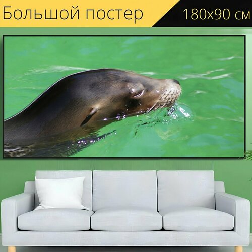 Большой постер "Морской лев, сивучи таза, плавать" 180 x 90 см. для интерьера