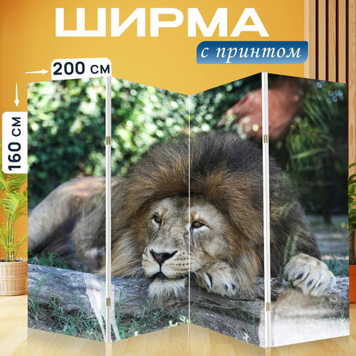 Ширма перегородка с принтом "Лев, животное, хищник" на холсте - 200x160 см. для зонирования, раскладная