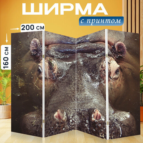 Ширма перегородка с принтом "Бегемот, животное, дикая природа" на холсте - 200x160 см. для зонирования, раскладная