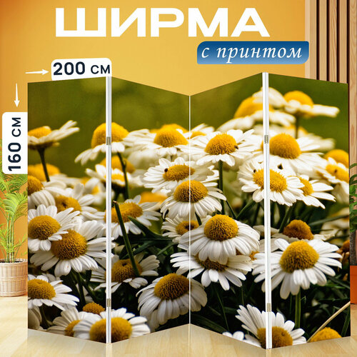 Ширма перегородка с принтом "Маргаритки, белый, цветок" на холсте - 200x160 см. для зонирования, раскладная