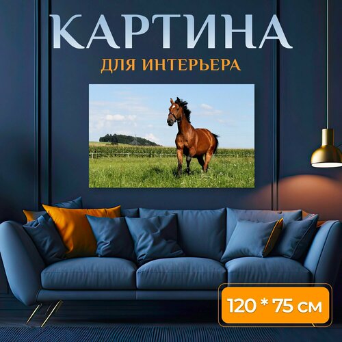 Картина на холсте "Лошадь, галопом, луг" на подрамнике 120х75 см. для интерьера