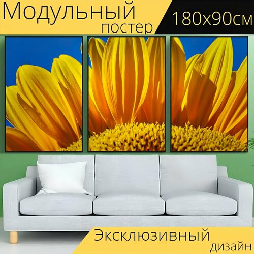 Модульный постер "Подсолнух, цвести, желтый" 180 x 90 см. для интерьера