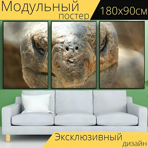 Модульный постер "Черепаха, животное, голова" 180 x 90 см. для интерьера