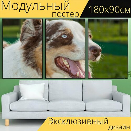 Модульный постер "Собака, животное, пастушья собака" 180 x 90 см. для интерьера