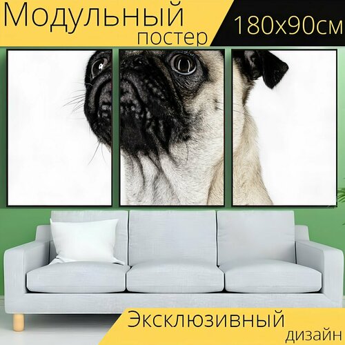 Модульный постер "Собака, мопс, домашнее животное" 180 x 90 см. для интерьера