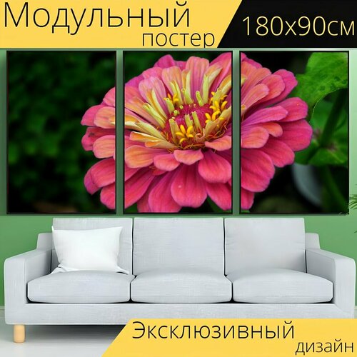 Модульный постер "Цинния, цветок, красочный" 180 x 90 см. для интерьера