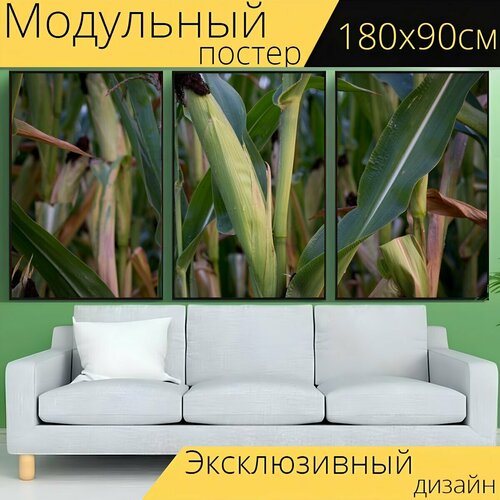 Модульный постер "Кукуруза, кукуруза в початках, кукурузное поле" 180 x 90 см. для интерьера