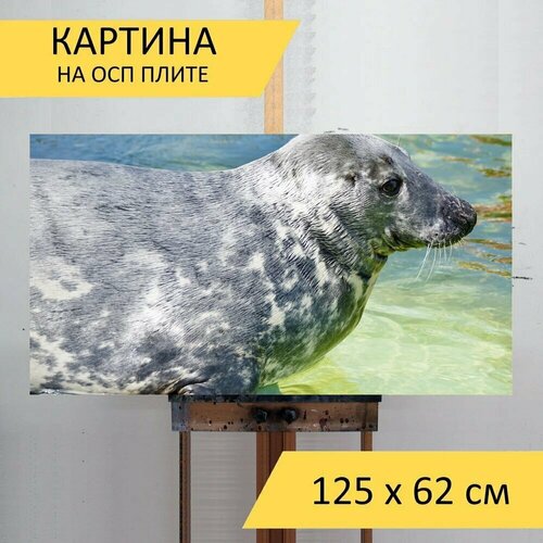 Картина на ОСП 125х62 см. "Тюлень, аквариум, вода" горизонтальная, для интерьера, с креплениями