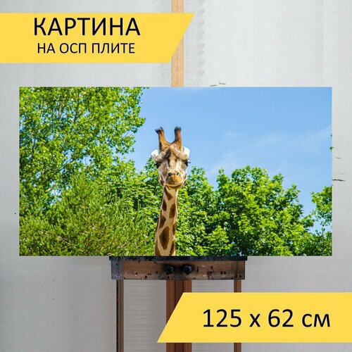 Картина на ОСП 125х62 см. "Жираф, животное, животные" горизонтальная, для интерьера, с креплениями