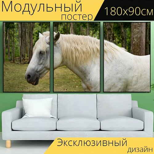 Модульный постер "Лошадь, белая лошадь, белый" 180 x 90 см. для интерьера