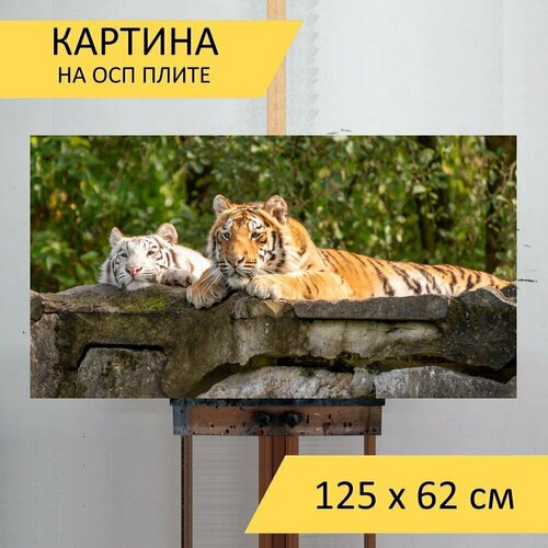 Картина на ОСП 125х62 см. "Зоопарк, тигр, белый тигр" горизонтальная, для интерьера, с креплениями