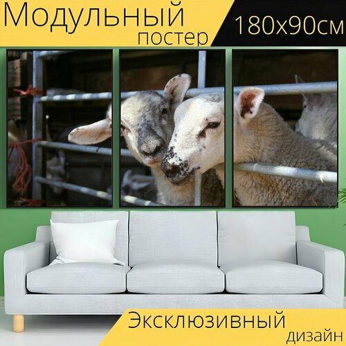 Модульный постер "Ягненок, милый, овец" 180 x 90 см. для интерьера