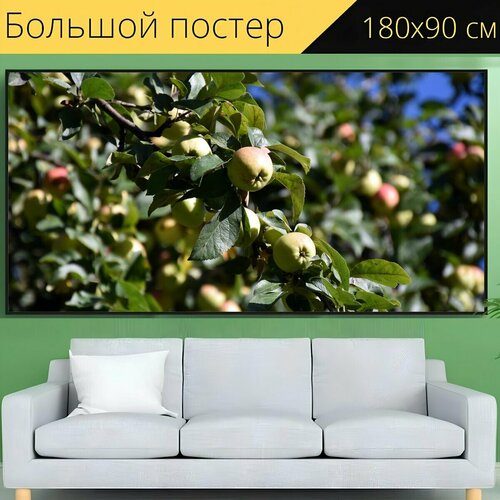 Большой постер "Яблоки, фрукты, уборка урожая" 180 x 90 см. для интерьера