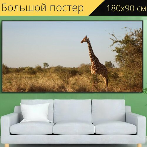 Большой постер "Жирафа, дикая природа, сафари" 180 x 90 см. для интерьера