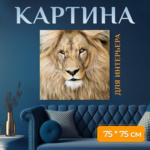 Картина на холсте "Лев, животное, зверь" на подрамнике 75х75 см. для интерьера