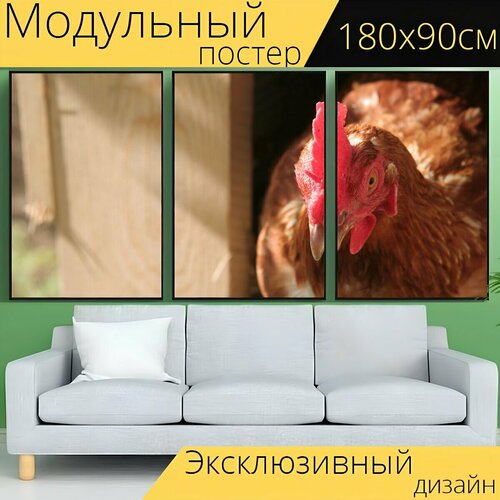 Модульный постер "Курица, природа, ферма" 180 x 90 см. для интерьера