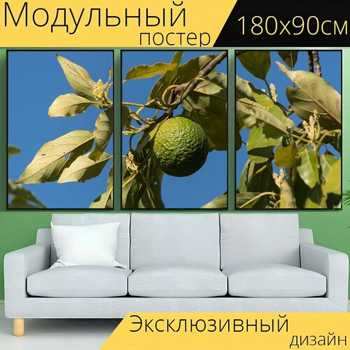 Модульный постер "Хасс авокадо, авокадо, фрукты" 180 x 90 см. для интерьера
