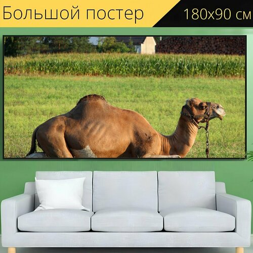 Большой постер "Верблюд, луг, пастбище" 180 x 90 см. для интерьера