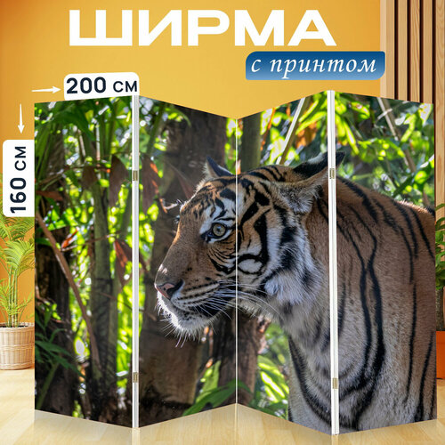 Ширма перегородка с принтом "Малайский тигренок, тигр, млекопитающее" на холсте - 200x160 см. для зонирования, раскладная