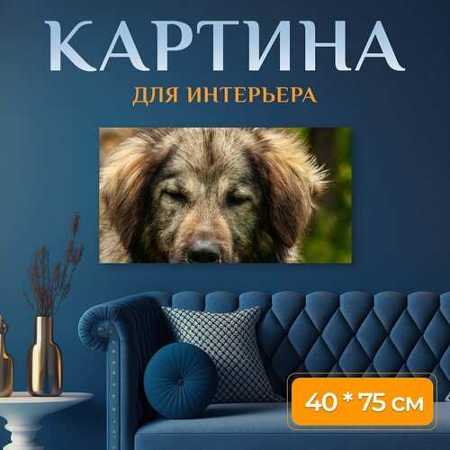 Картина на холсте "Собака, сторожевая собака, животное" на подрамнике 75х40 см. для интерьера