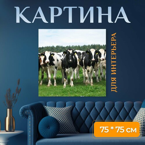 Картина на холсте "Корова, животное, говядина" на подрамнике 75х75 см. для интерьера