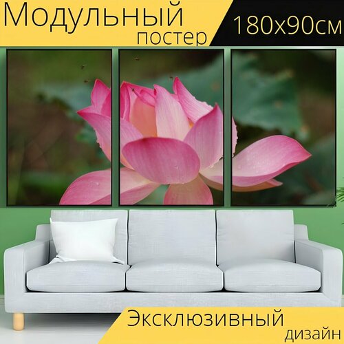 Модульный постер "Цветок, цветок лотоса, розовый" 180 x 90 см. для интерьера