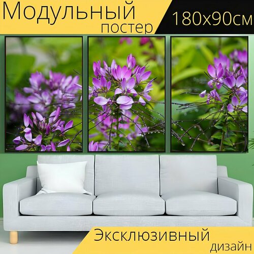 Модульный постер "Цветы, фиолетовые цветы, капли дождя" 180 x 90 см. для интерьера