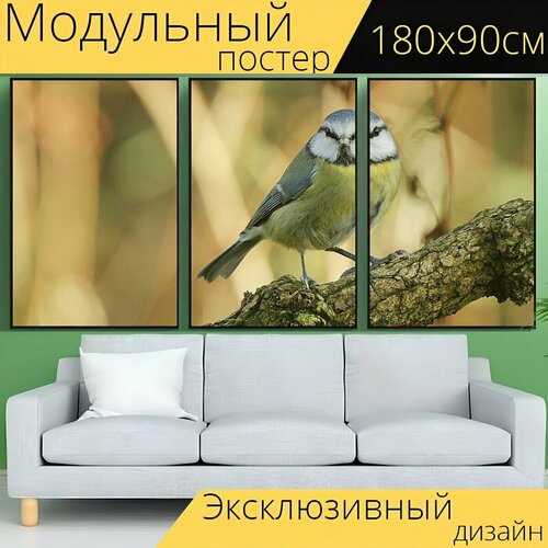 Модульный постер "Лазоревка, птица, сидя" 180 x 90 см. для интерьера