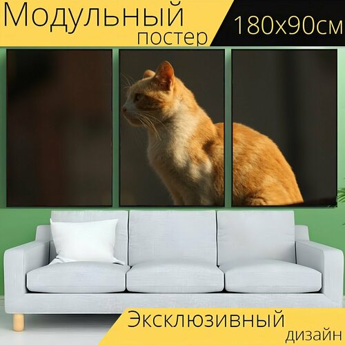 Модульный постер "Кошка, домашний питомец, кошачий" 180 x 90 см. для интерьера