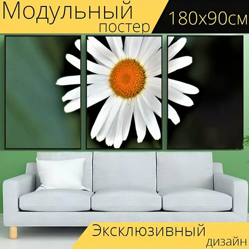 Модульный постер "Дейзи, цветок, завод" 180 x 90 см. для интерьера