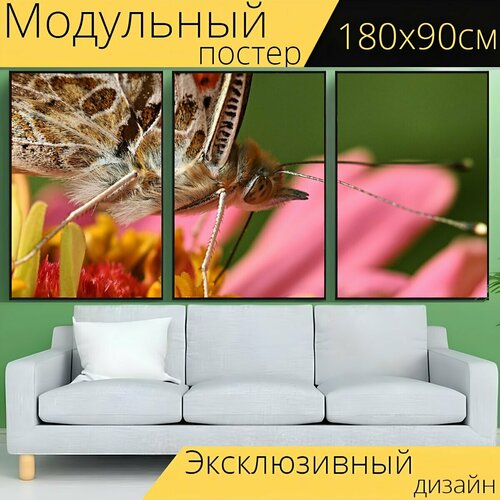 Модульный постер "Бабочка, ванесса кардуи, макрос" 180 x 90 см. для интерьера