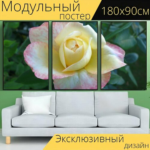 Модульный постер "Роза, завод, цветок" 180 x 90 см. для интерьера